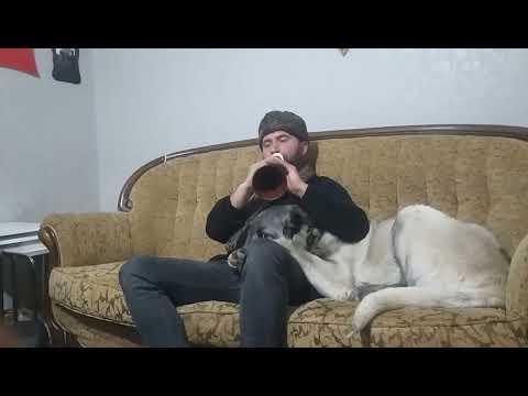 #halay #davul #zurna #yöresel #halkoyunları #gelenek #köpekler #köpekseverler #köpeksevgisi #kangal 