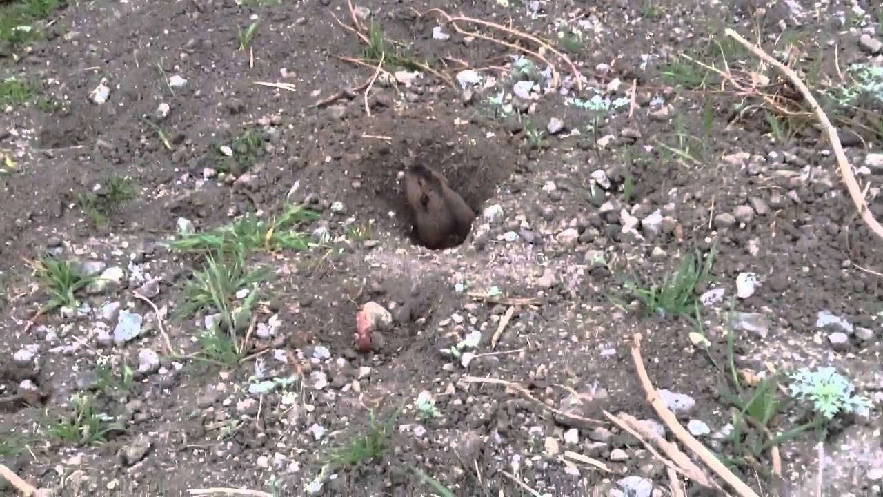 Adorable gopher gets mad - YouTube