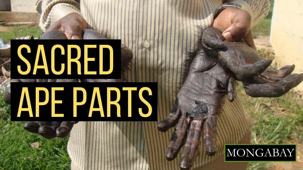 Nigeria's Illegal ape body part trade threatens survival of rare chimps ...