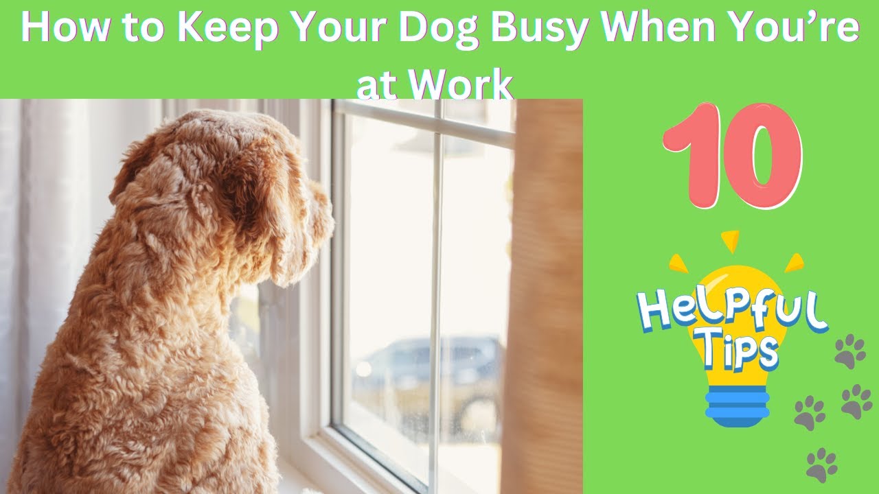 10 Ways to Keep Your Dog Busy When You're at Work - YouTube
