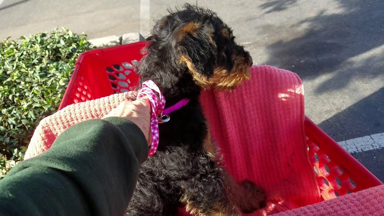 Take your puppy out every day - YouTube