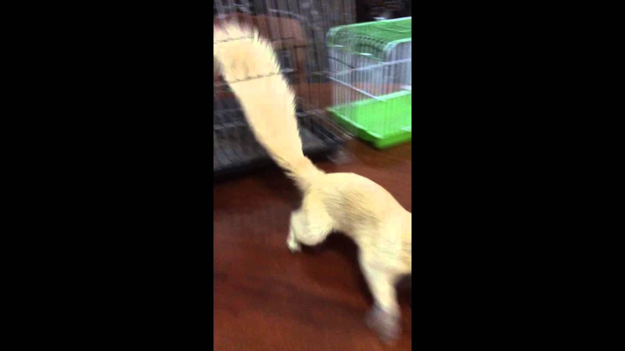 smart squirrel - YouTube