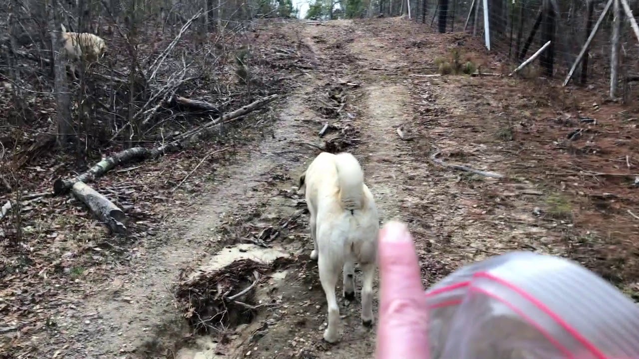 Anatolian Shepherds and Pet Safe Fence - YouTube