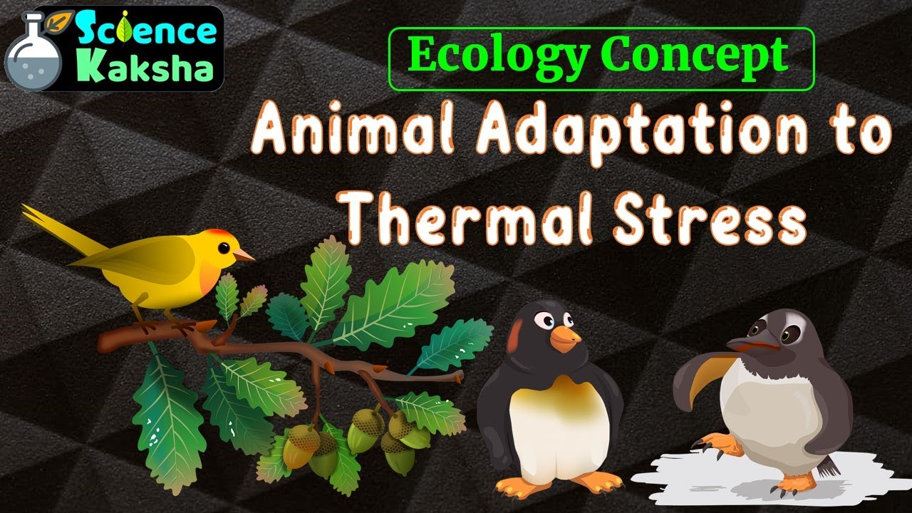 THERMAL ADAPTATION IN ANIMALS | CSIR NET | ECOLOGY - YouTube
