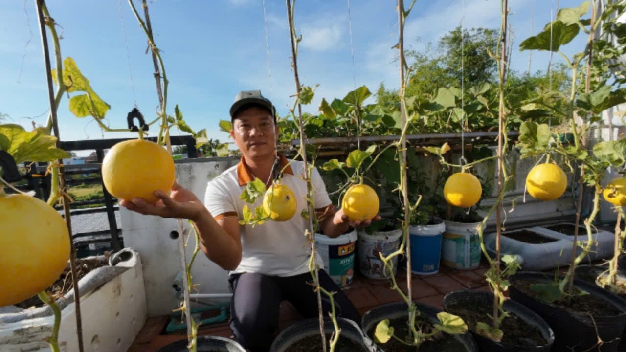 Want a Thriving Melon Garden? Watch This Now - YouTube