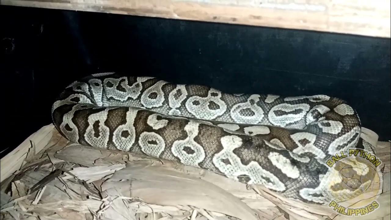ball python collection 2024 - YouTube