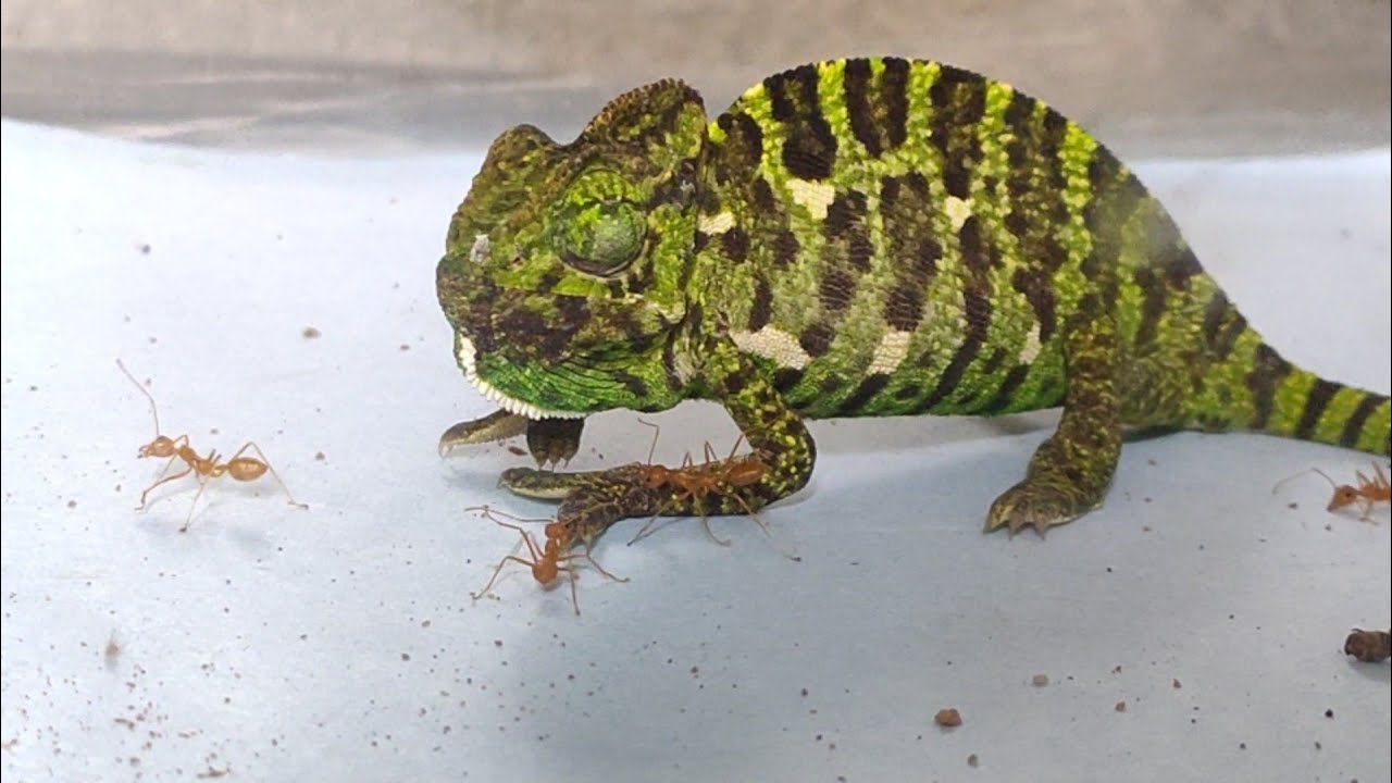 Ants attack on Chameleon. - YouTube