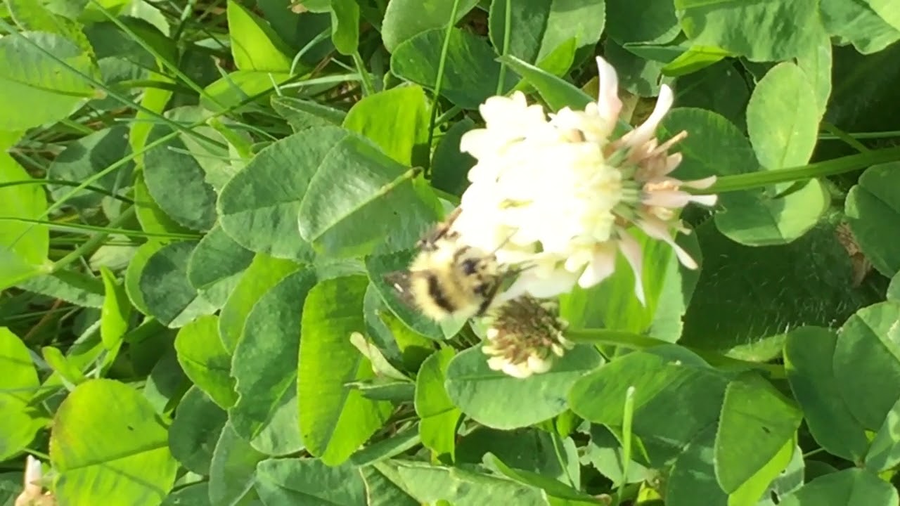 Flight of the Bumble Bee - YouTube