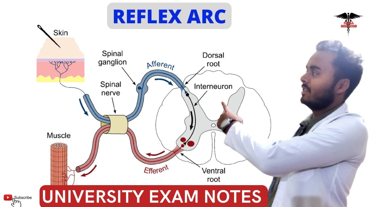 Reflex Arc || CNS Physiology || MBBS | Nursing | BDS | BMLT Lecture ...