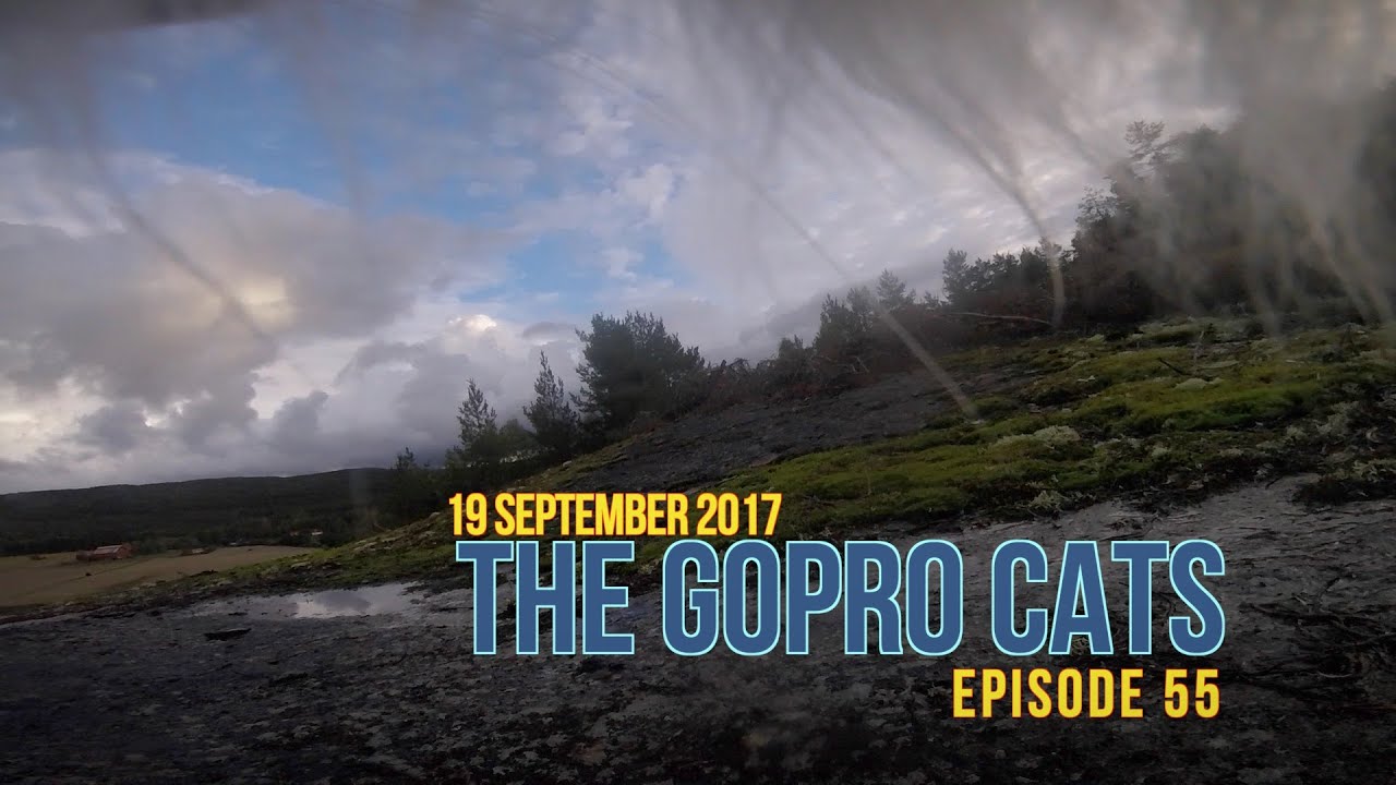 Cat with GoPro : hiking a small mountain and cathing mouse : Ep 55 ...
