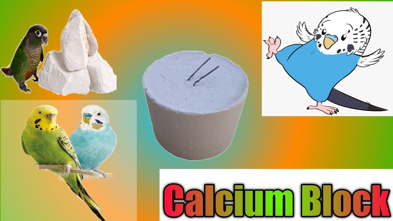 Budgies ko calcium block kyu dena chahye || Calcium block is necessary ...
