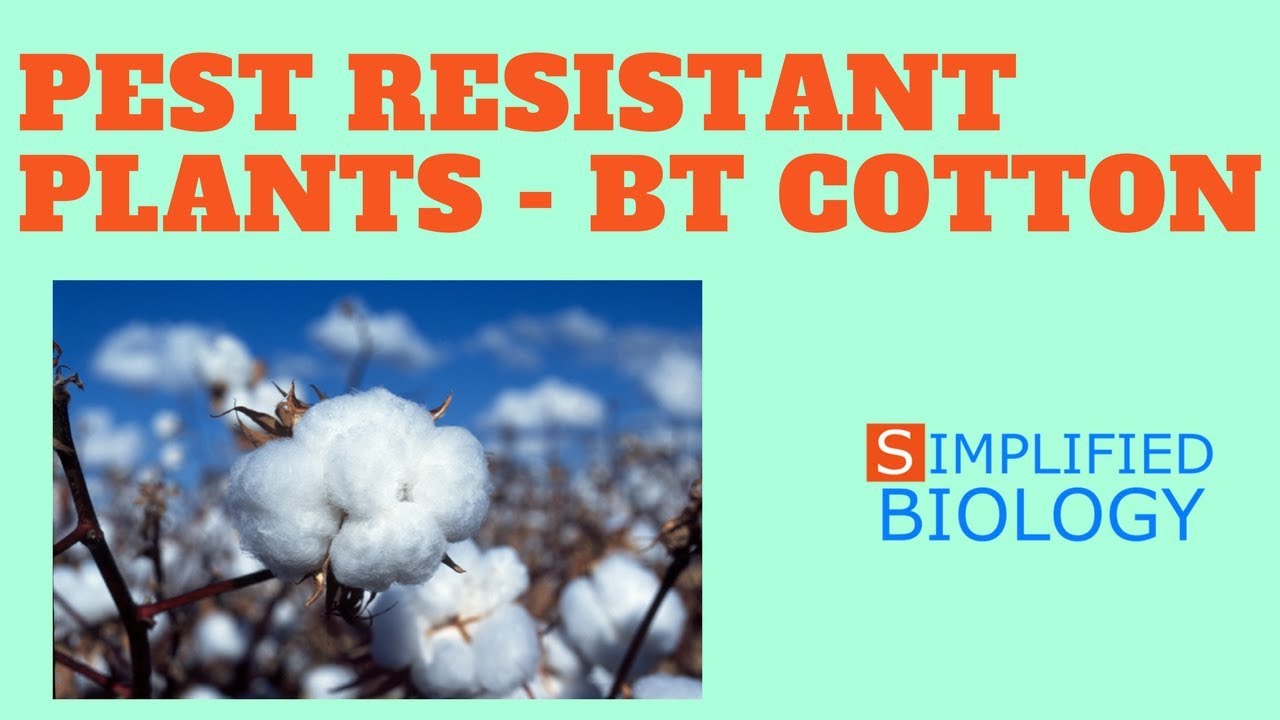 PEST RESISTANT PLANTS - Bt COTTON for NEET, AIIMS, AIPMT, MCAT, JIPMER ...