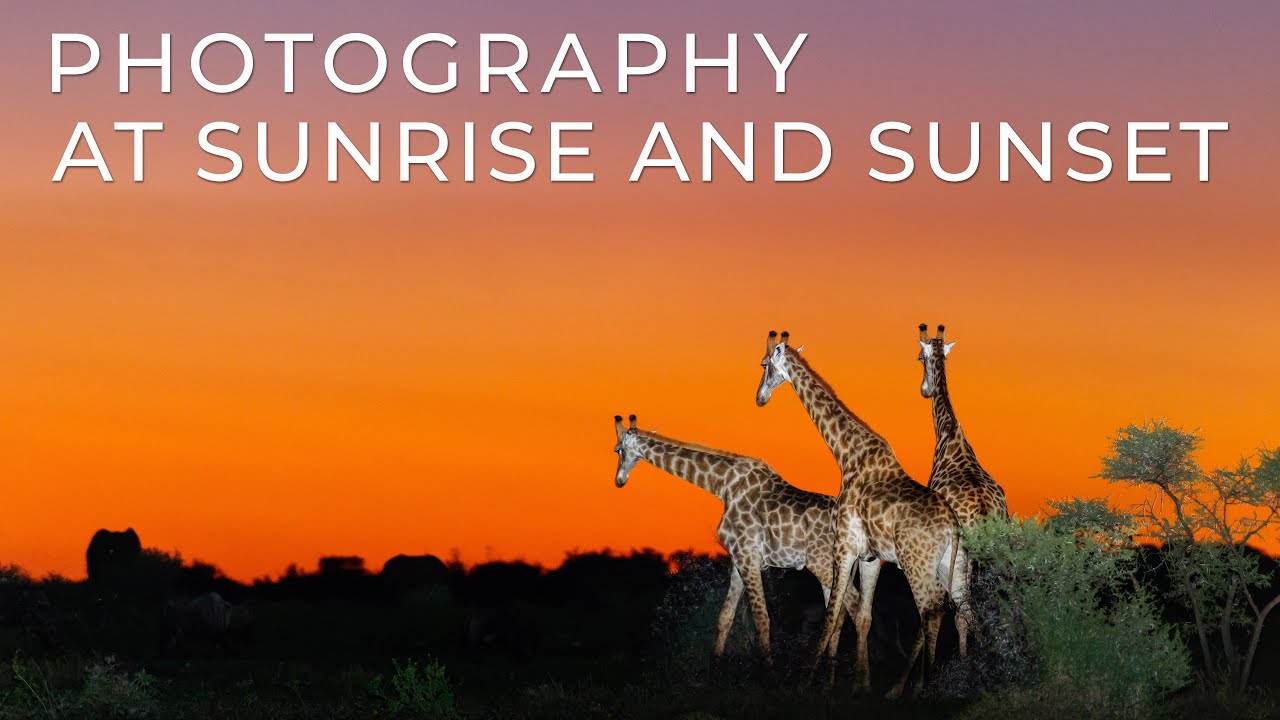 Photographing Wildlife and Nature at Sunrise and Sunset - All The ...