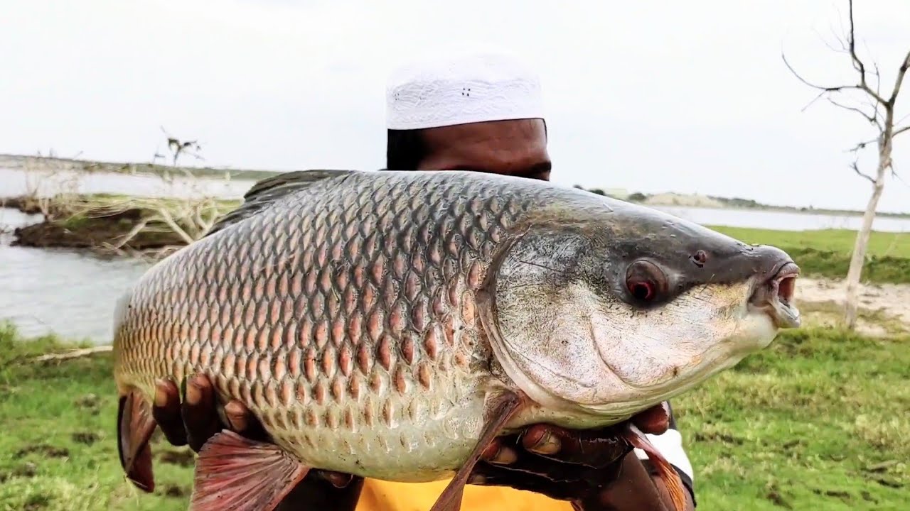 Big Rohu how to catch fish | very easy way to catch | Krishna river🎣 ...