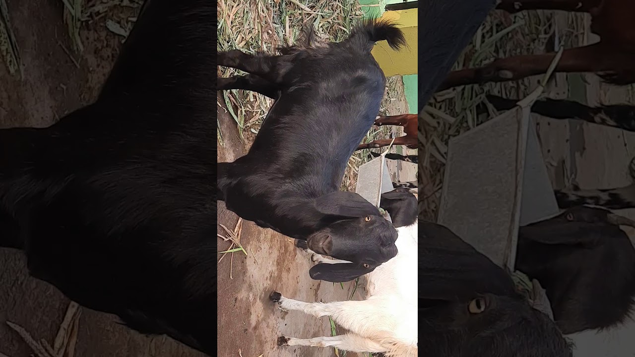 😘Sultan goat form 🐐 - YouTube