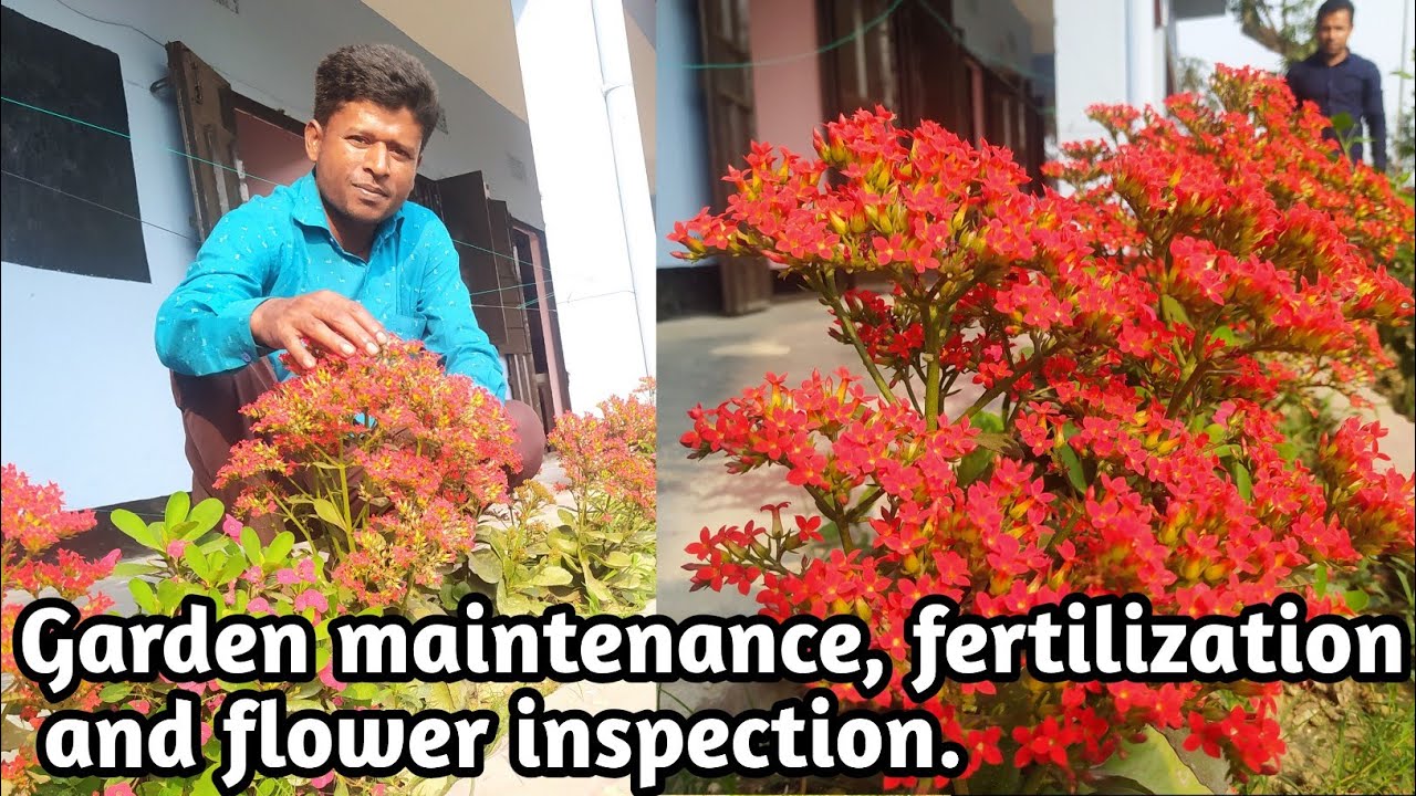 Garden maintenance, fertilization and flower inspection.বাগান পরিচর্যা ...