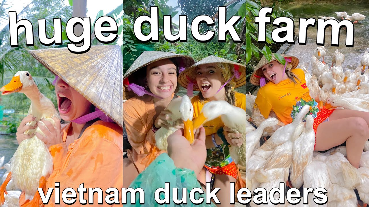 BECOMING A DUCK LEADER VLOG | huge duck farm in phong nha vietnman - YouTube