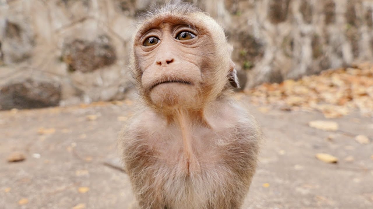 The Cutest My Love Martin...Smartest Monkey Martin Looks So Funny ...