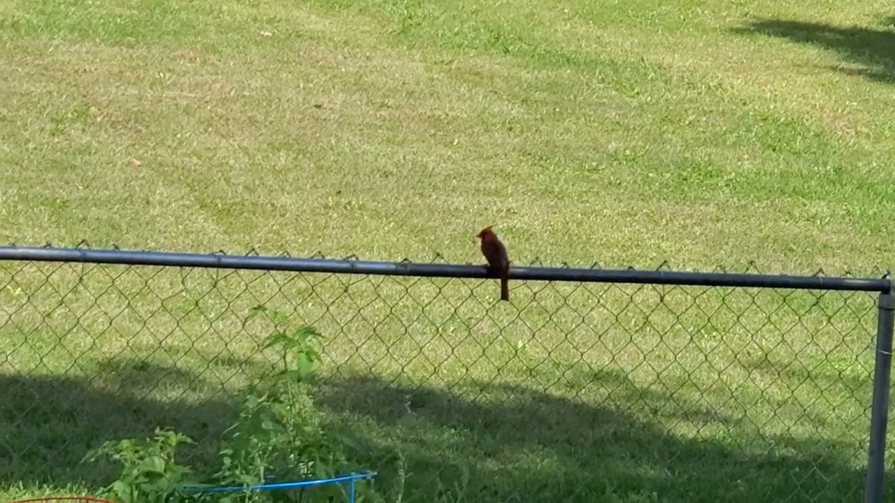 What Does A Male Cardinal Look Like YouTube what-does-a-male-cardinal-look-like-youtube