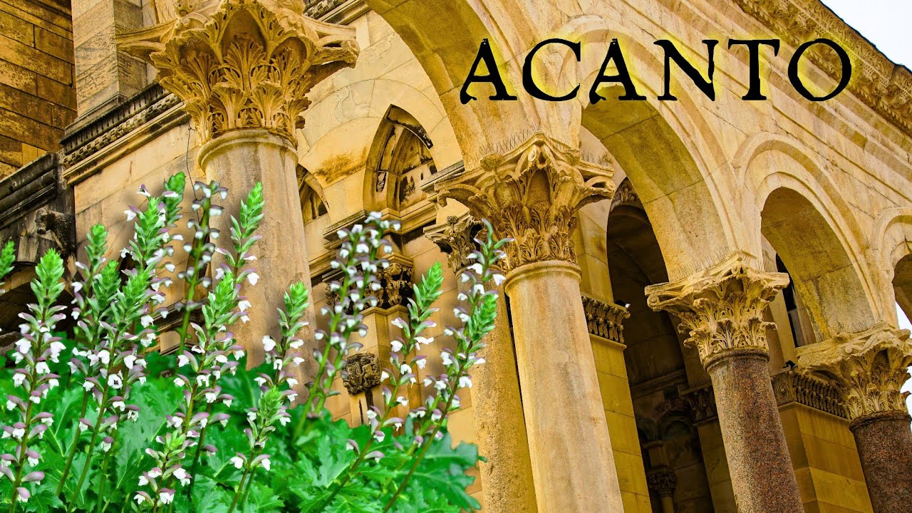 ACANTO, UMA PLANTA COM FOLHAS MUITO ARTÍSTICAS! (Acanthus) - YouTube