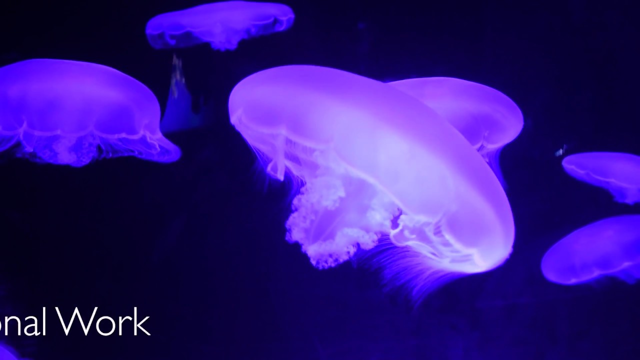 Demo Reel 2018 - Cassi Lamb - YouTube