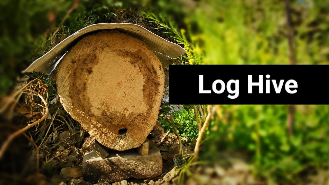 How to make A log hive at home. Apic cirana bee keeping. - YouTube