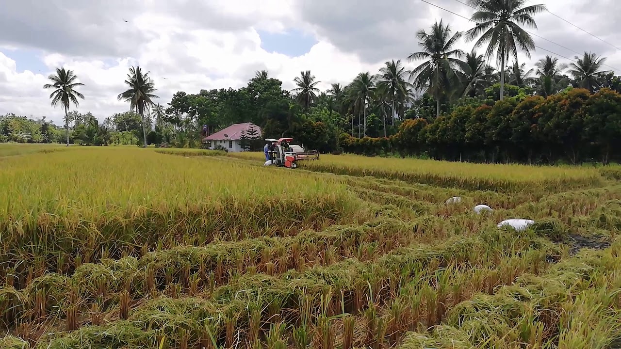 Rice field Philippines Mindoro harvest - YouTube