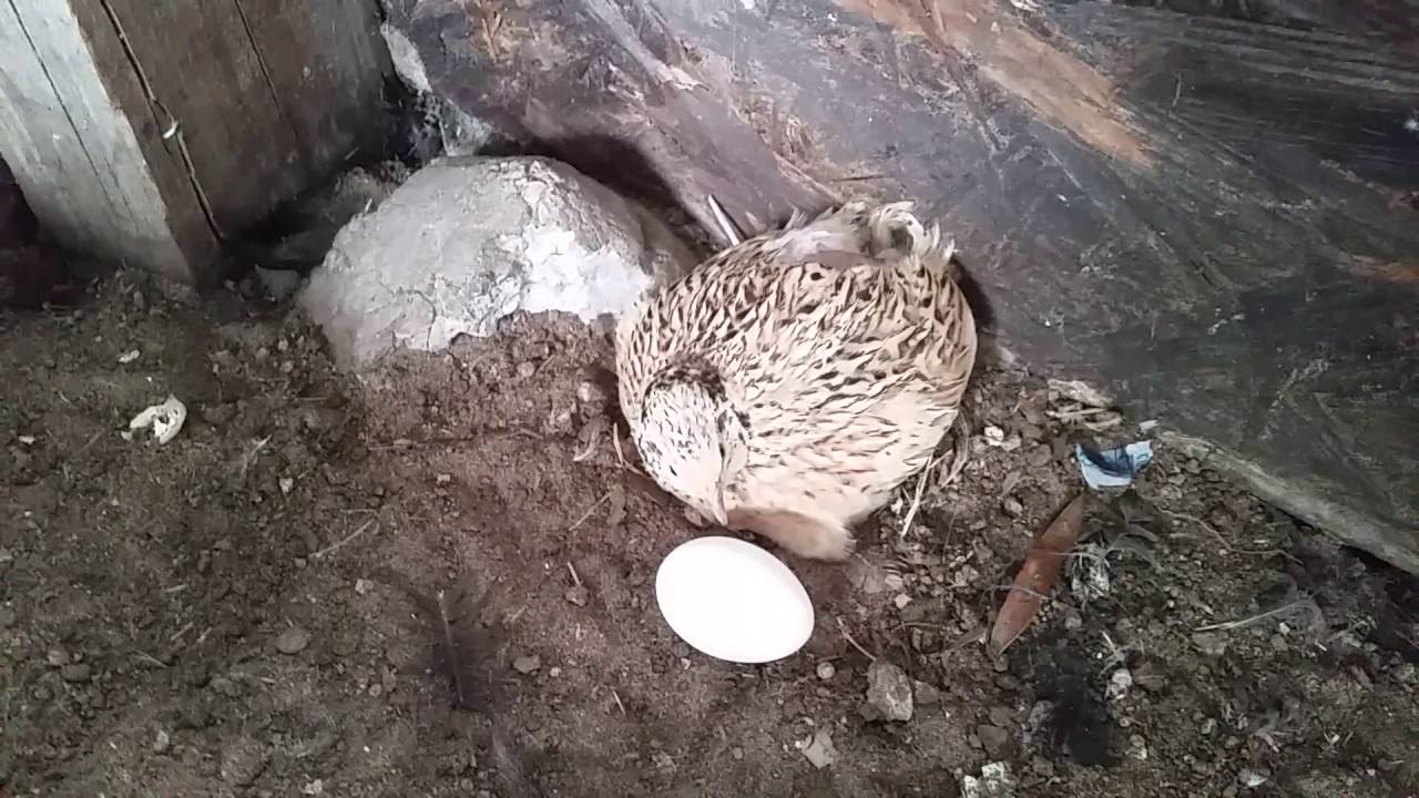 Coturnix quail brooding - YouTube