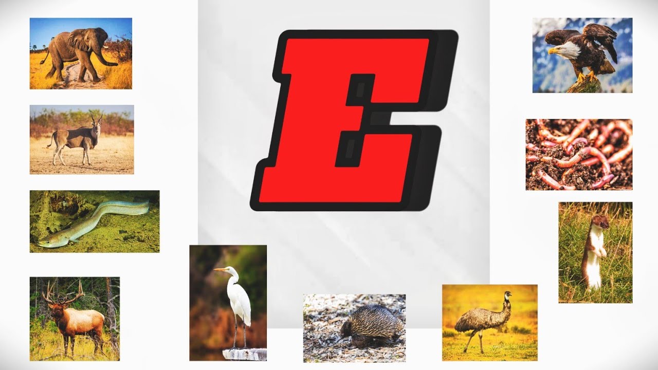 10 Animals name start with Letter E with spellings and pictures - YouTube