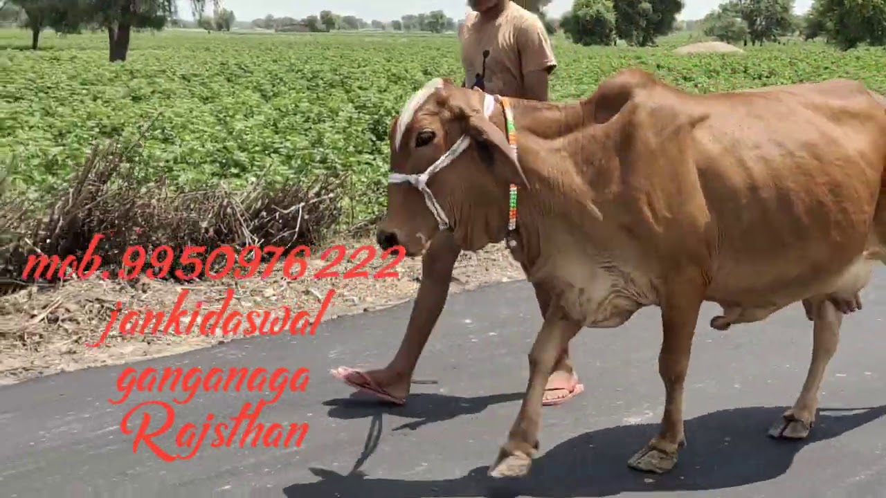 Pure Rathi cow for sell - YouTube