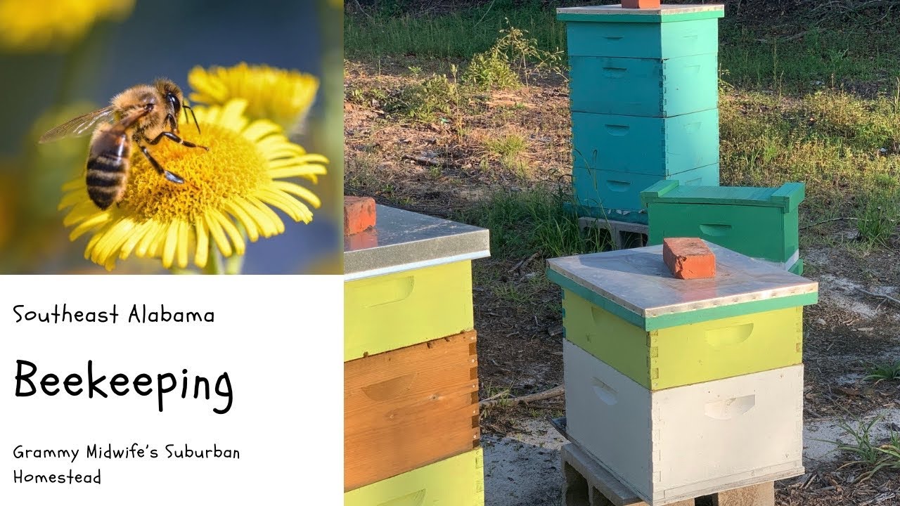 VARROA MITE COUNTS! Beekeeping in South Alabama - YouTube