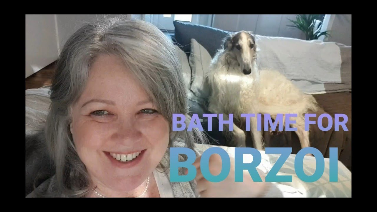 Borzoi dog - bath - from drab to fab! Looks like a NEW DOG! Giant dog ...