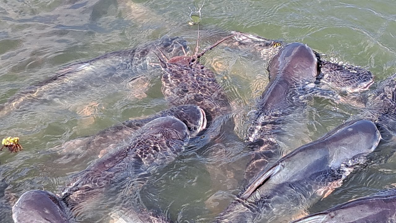 How to give feed to pangasius fishes - YouTube