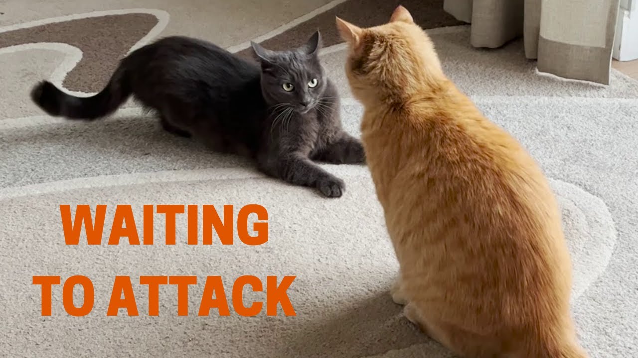 Gray cat waiting for an attack by a ginger cat - YouTube