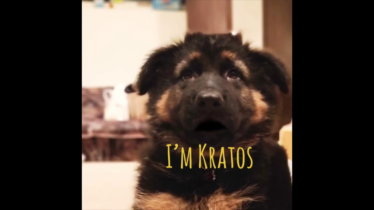 The German shepherd brothers play time - YouTube