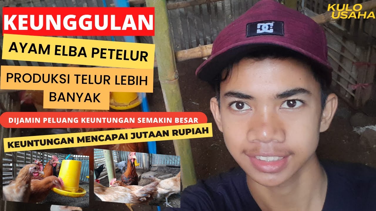 AYAM ELBA ADALAH AYAM PETELUR SUPER, DIJAMIN PELUANG KEUNTUNGAN SEMAKIN ...