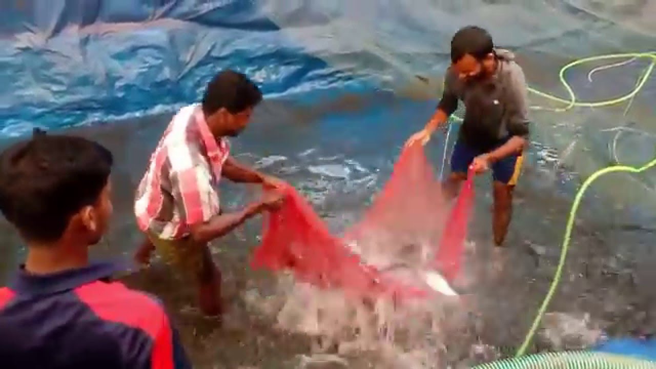 Fish Farm Harvesting | small scale aquaculture | Tilapia , Pangasius ...