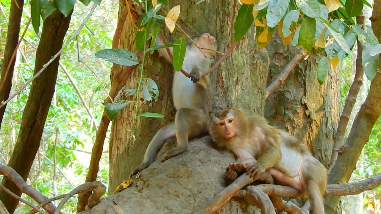 The weather is hot old monkey Bonita relaxing with her granddaughter ...