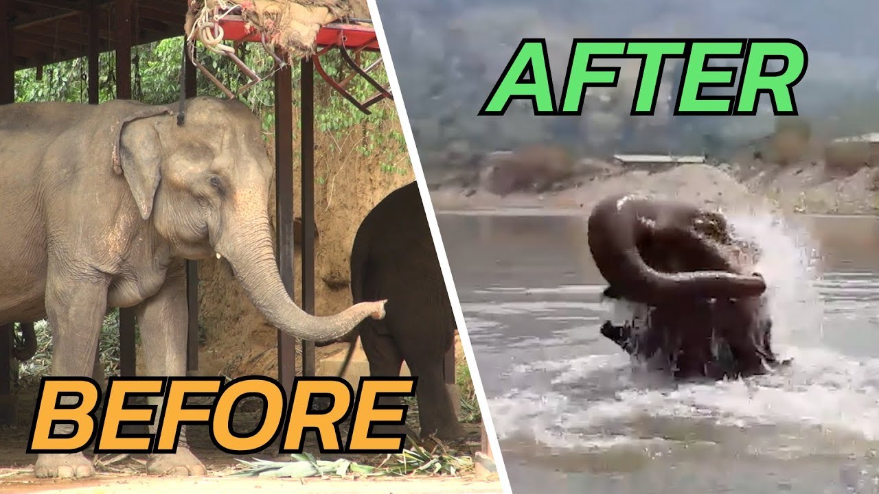 The Transformation of Elephant Noi Nah - ElephantNews - YouTube