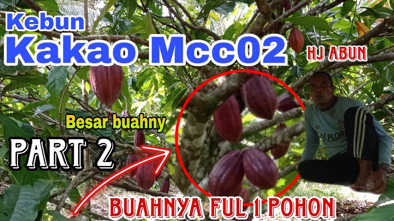 Kebun Kakao MCC02 Milik Hj Abun || Buahnya Lebat || Part 2 #kakao # ...