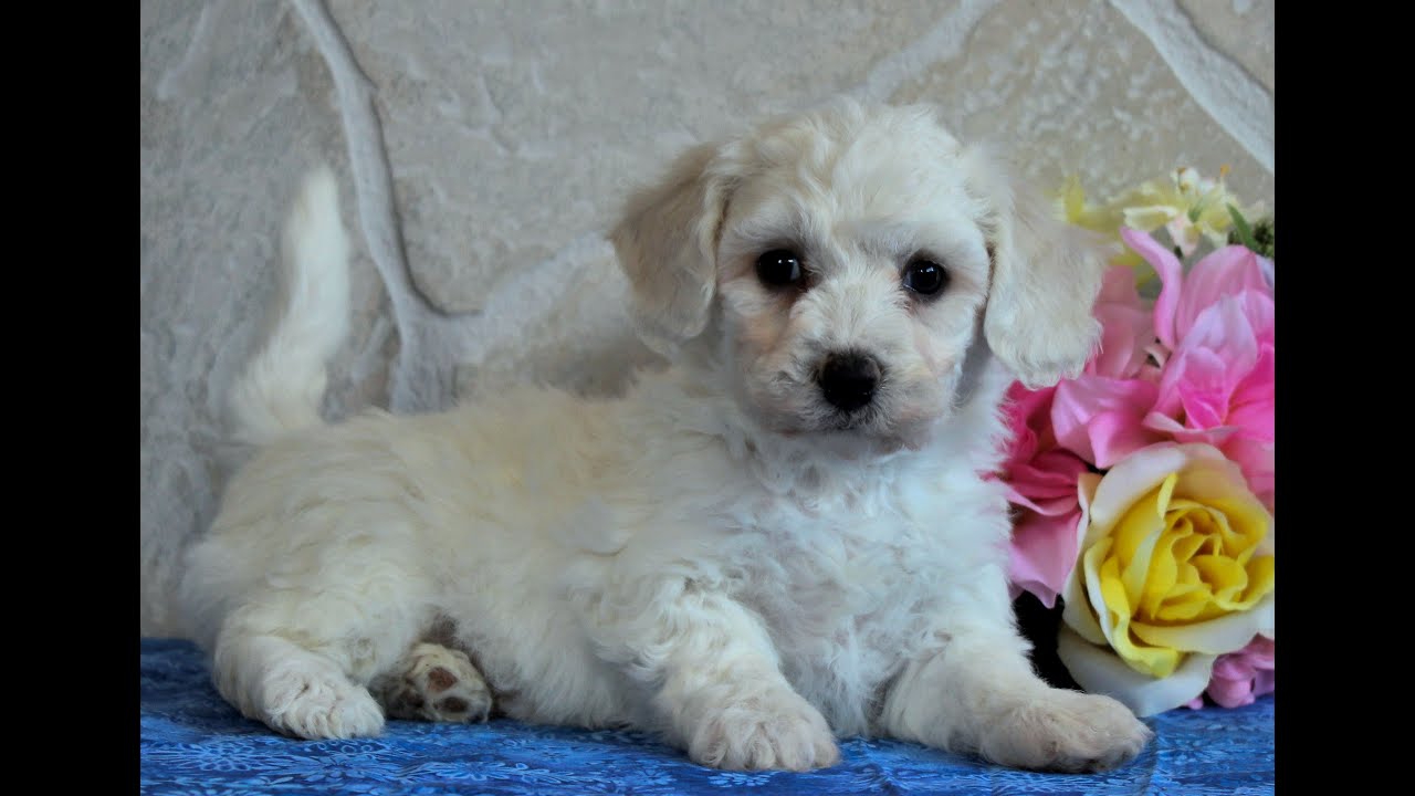 Bichon Frise Puppies for Sale - YouTube
