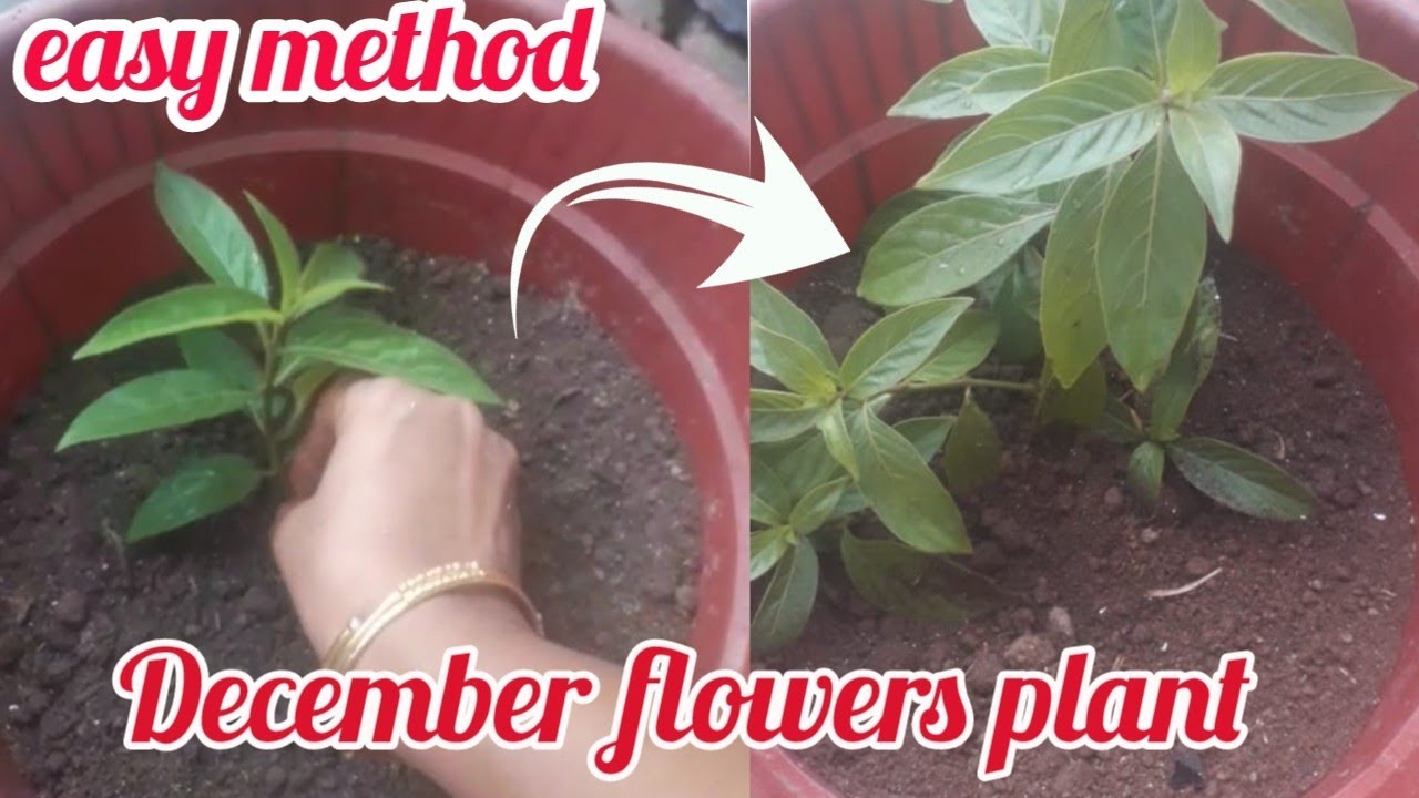 டிசம்பர் பூ செடி வளர்ப்பு| December poo planting 🌺 - YouTube
