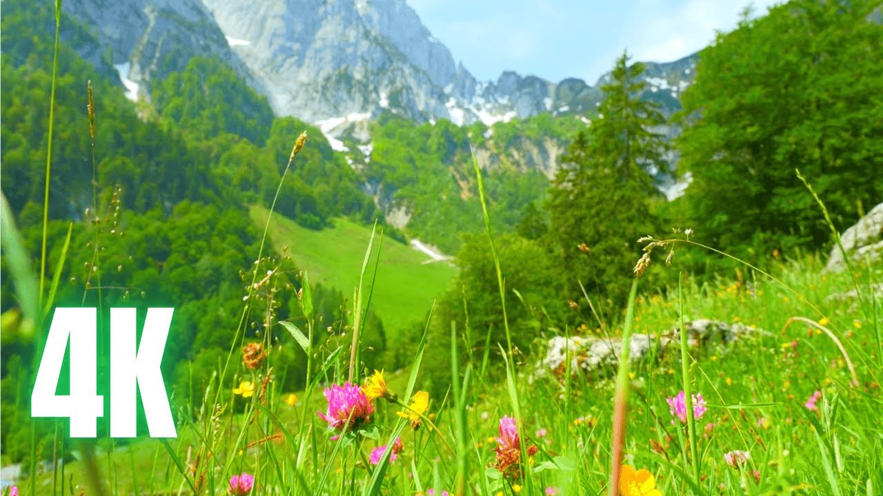 4K Spring Ambience No Music 🌼 Relaxing Mountain Meadow Sounds for Sleep ...