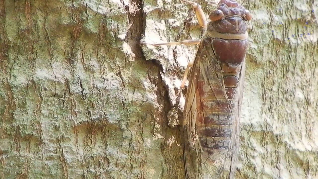 រៃយំនៅអង្គរវត្ត Cicada singing at Angkor Wat as the background sound of ...