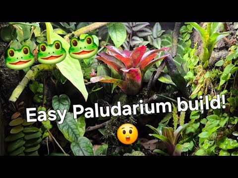 How To Build A Dart Frog Enclosure | How To Setup a Bioactive Dart Frog ...
