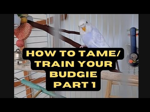 How to Tame/Train Your Budgie Part 1 - YouTube