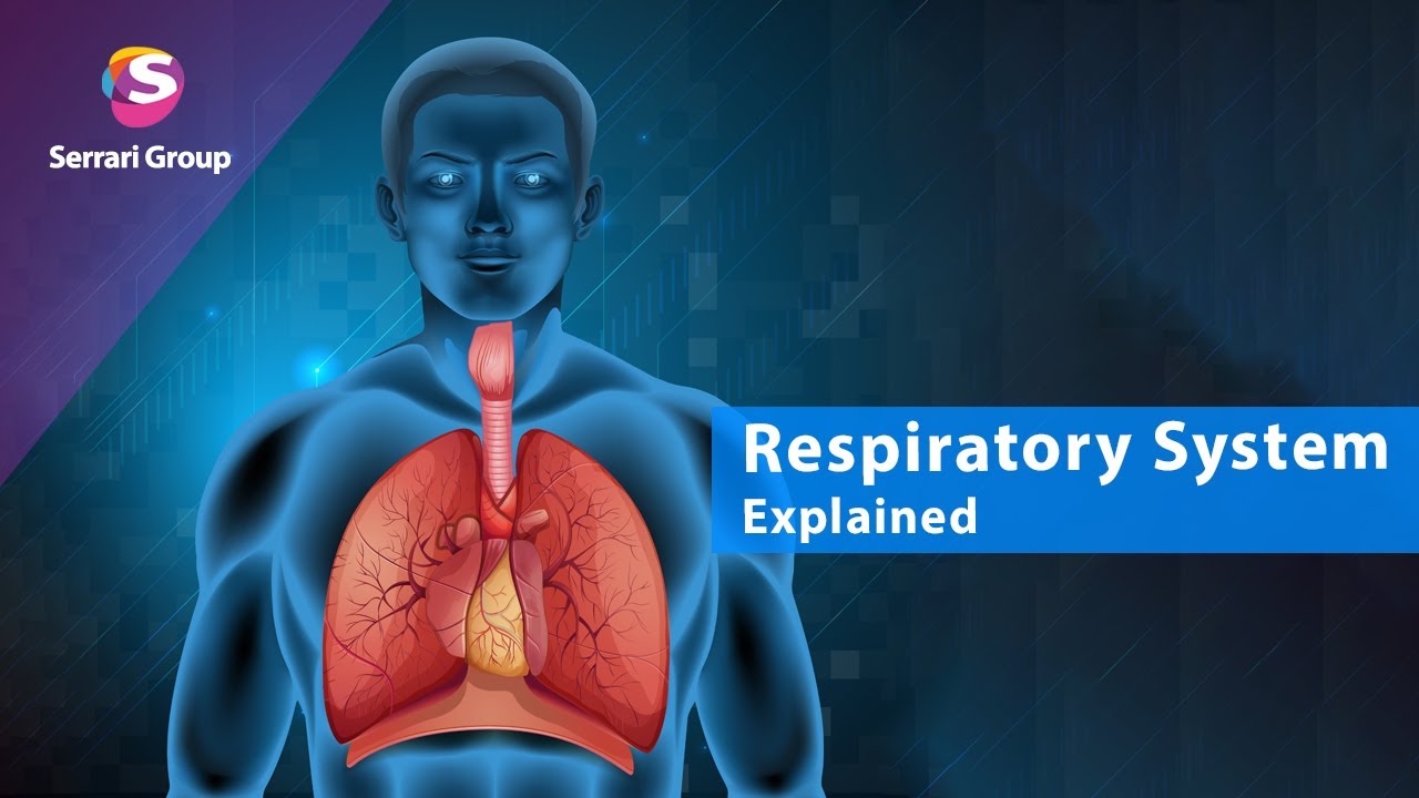 The Respiratory System Simplified | How Your Lungs Power Every Breath # ...