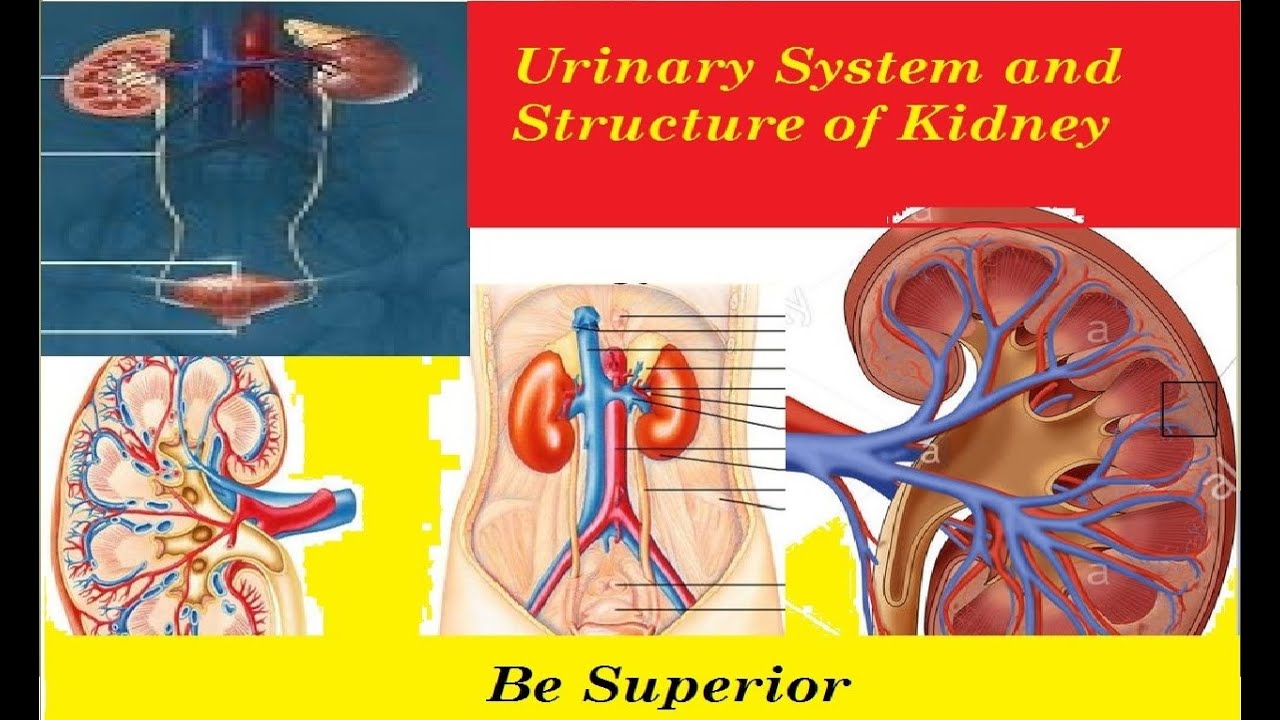Urinary system and Structure of Kidney: Homeostasis: Biology Book 2 ...
