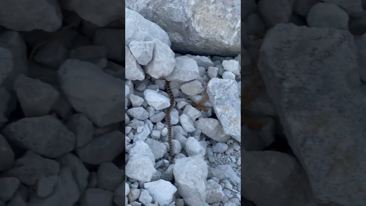 Finding snake in red beryl mine - YouTube