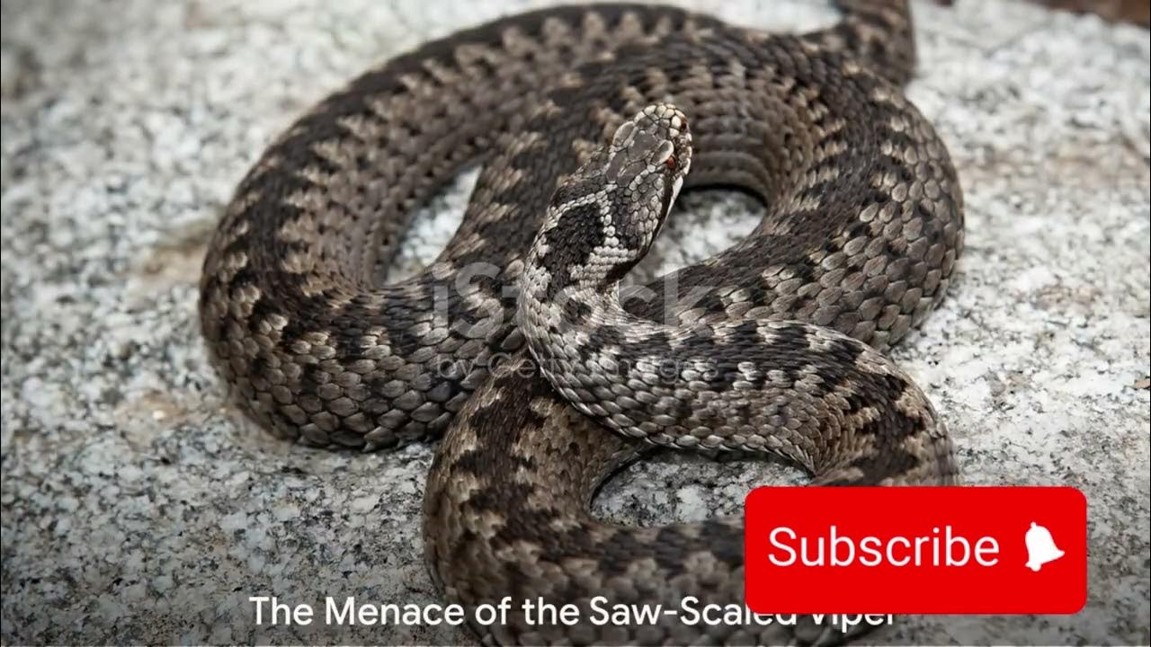 Top 10 Deadliest Snake Attacks - YouTube